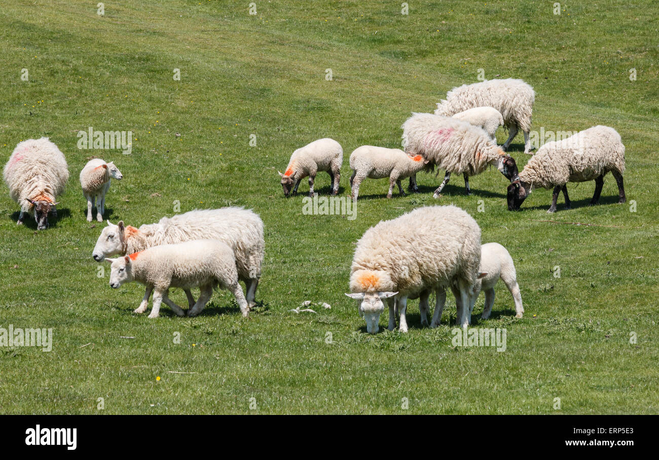 English field sheep hi-res stock photography and images - Alamy