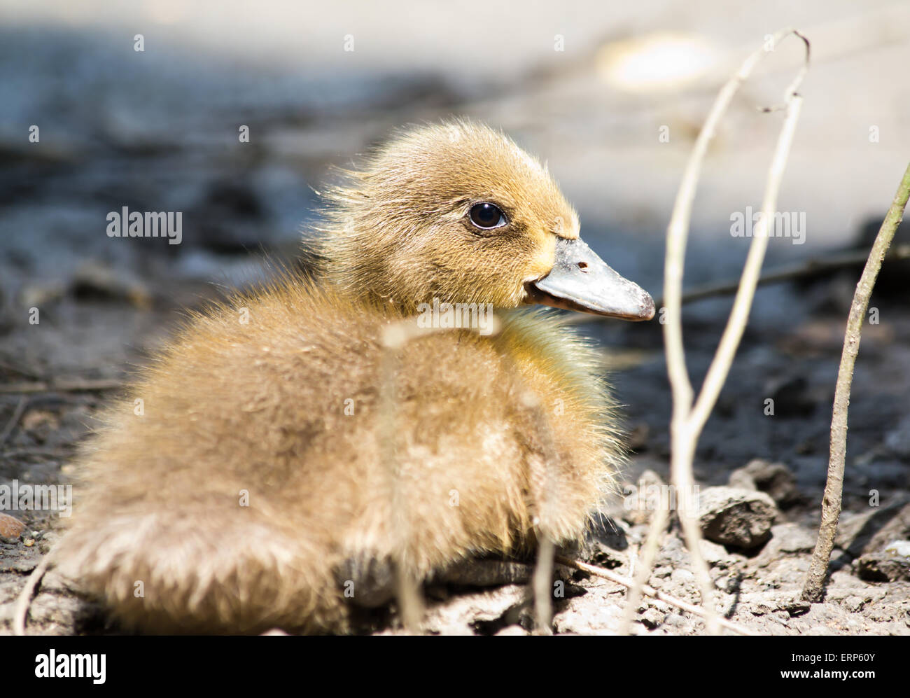 Small duck in the farm Stock Photo - Alamy