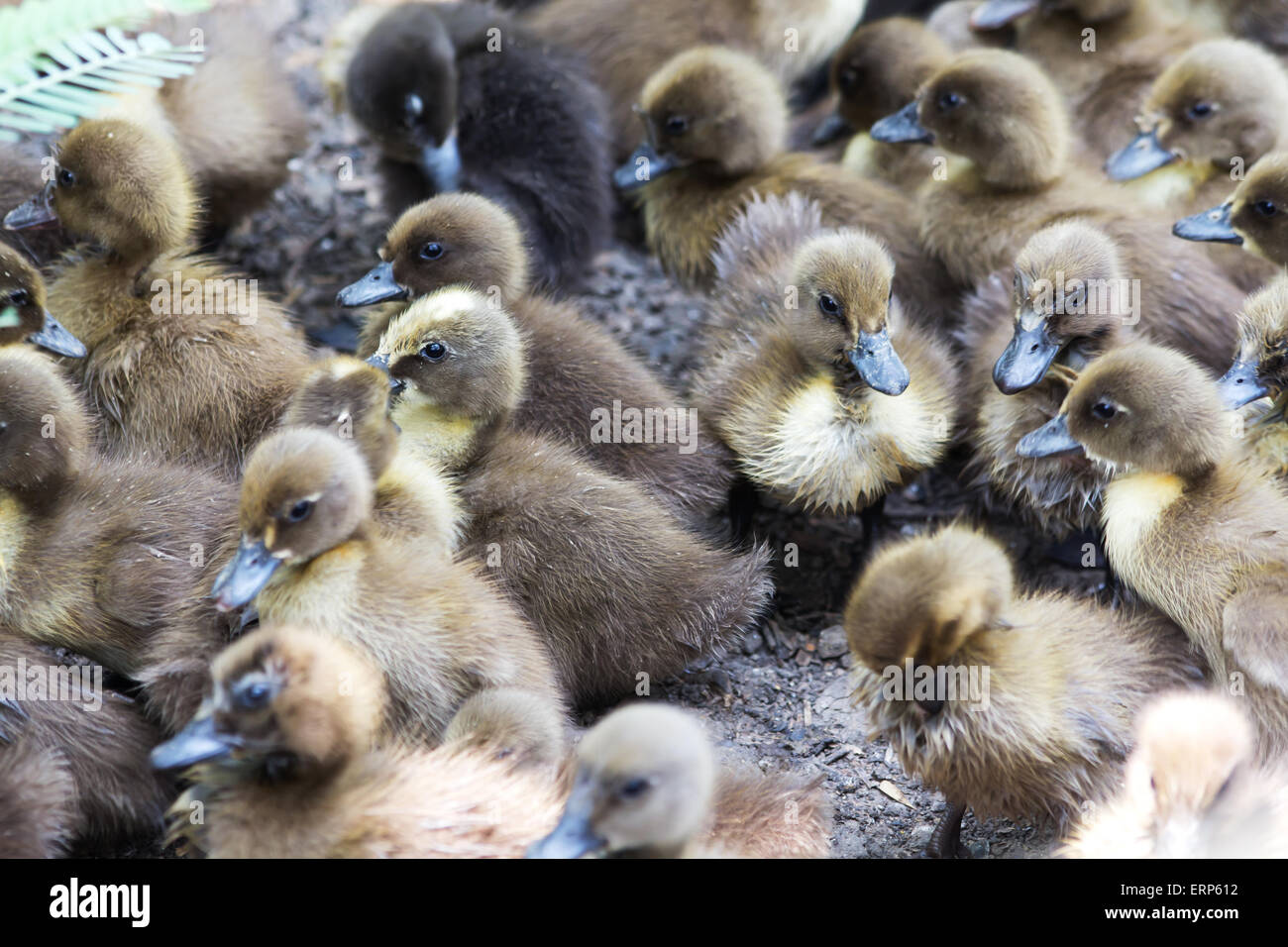 Small ducks in the farm Stock Photo - Alamy