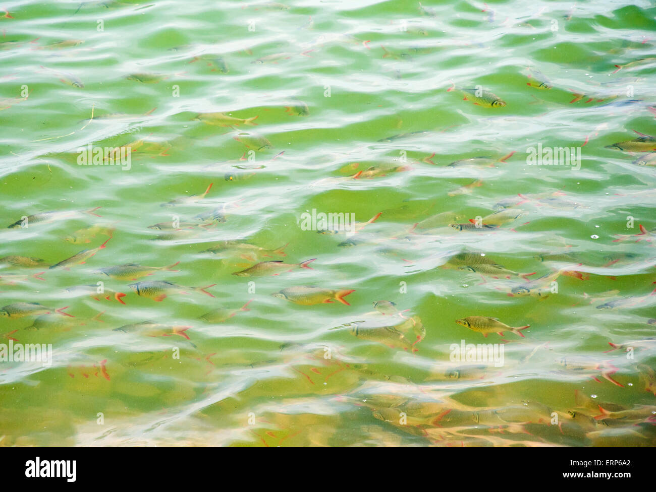 Small fish in the clear lake of national park Stock Photo - Alamy
