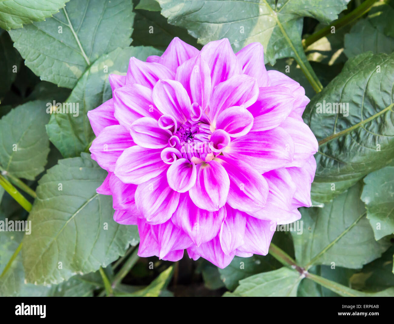 Pink dahlia flower is blooming in the botanical garden Stock Photo - Alamy