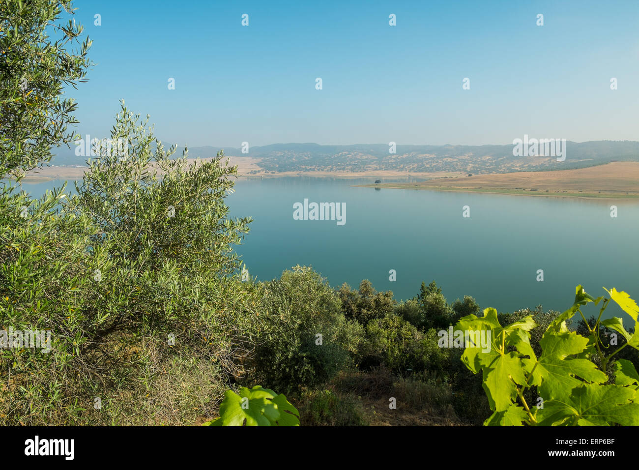 Dotted with trees hi-res stock photography and images - Alamy
