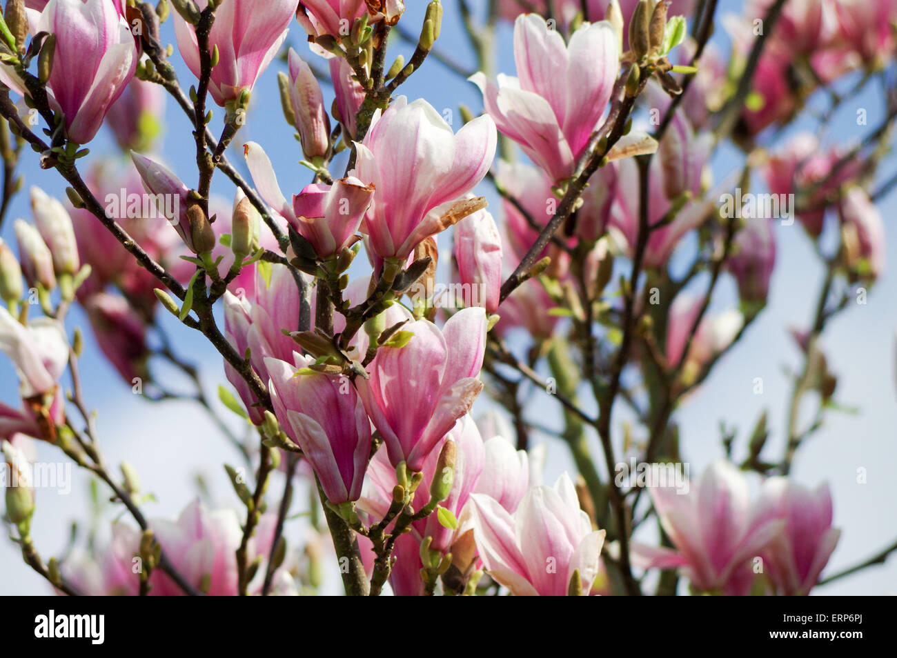 Lush magnolia hi-res stock photography and images - Alamy