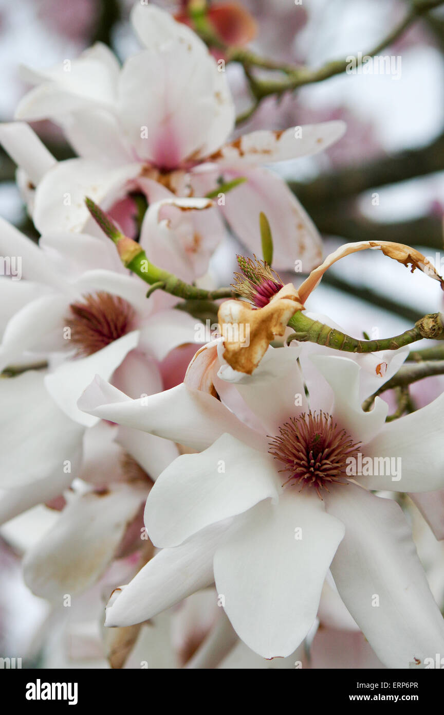 Lush magnolia hi-res stock photography and images - Alamy