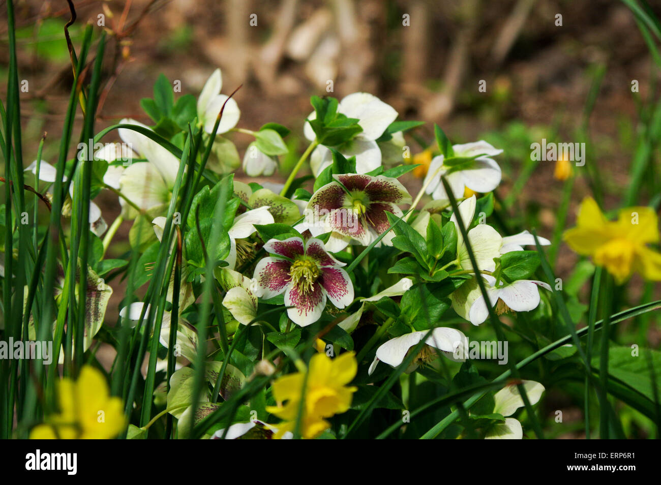 Helleborus flower hi-res stock photography and images - Alamy