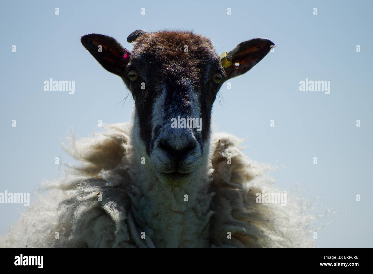 Sheep portrait hi-res stock photography and images - Alamy