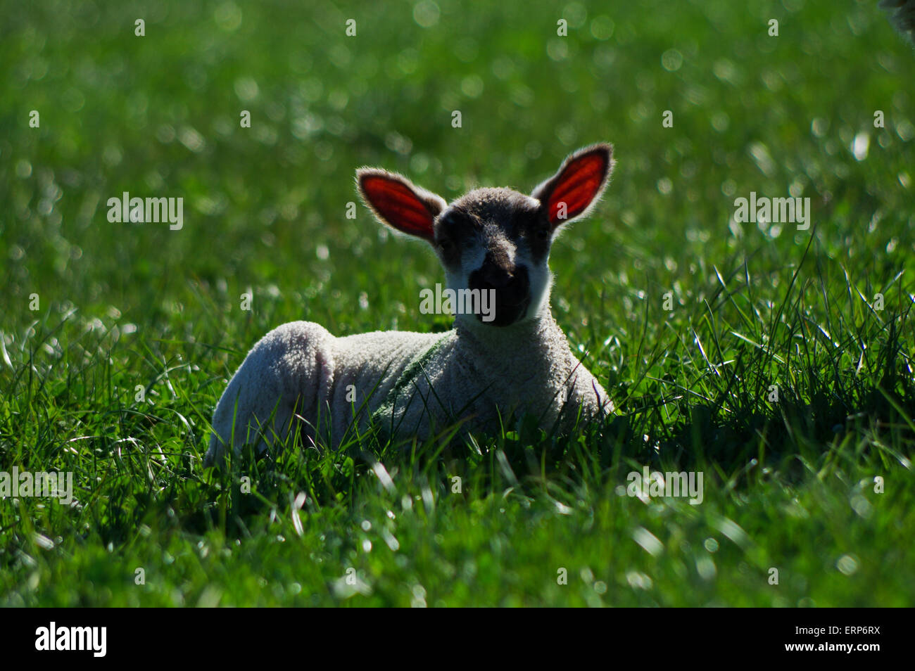 Pretty Lamb High Resolution Stock Photography and Images - Alamy