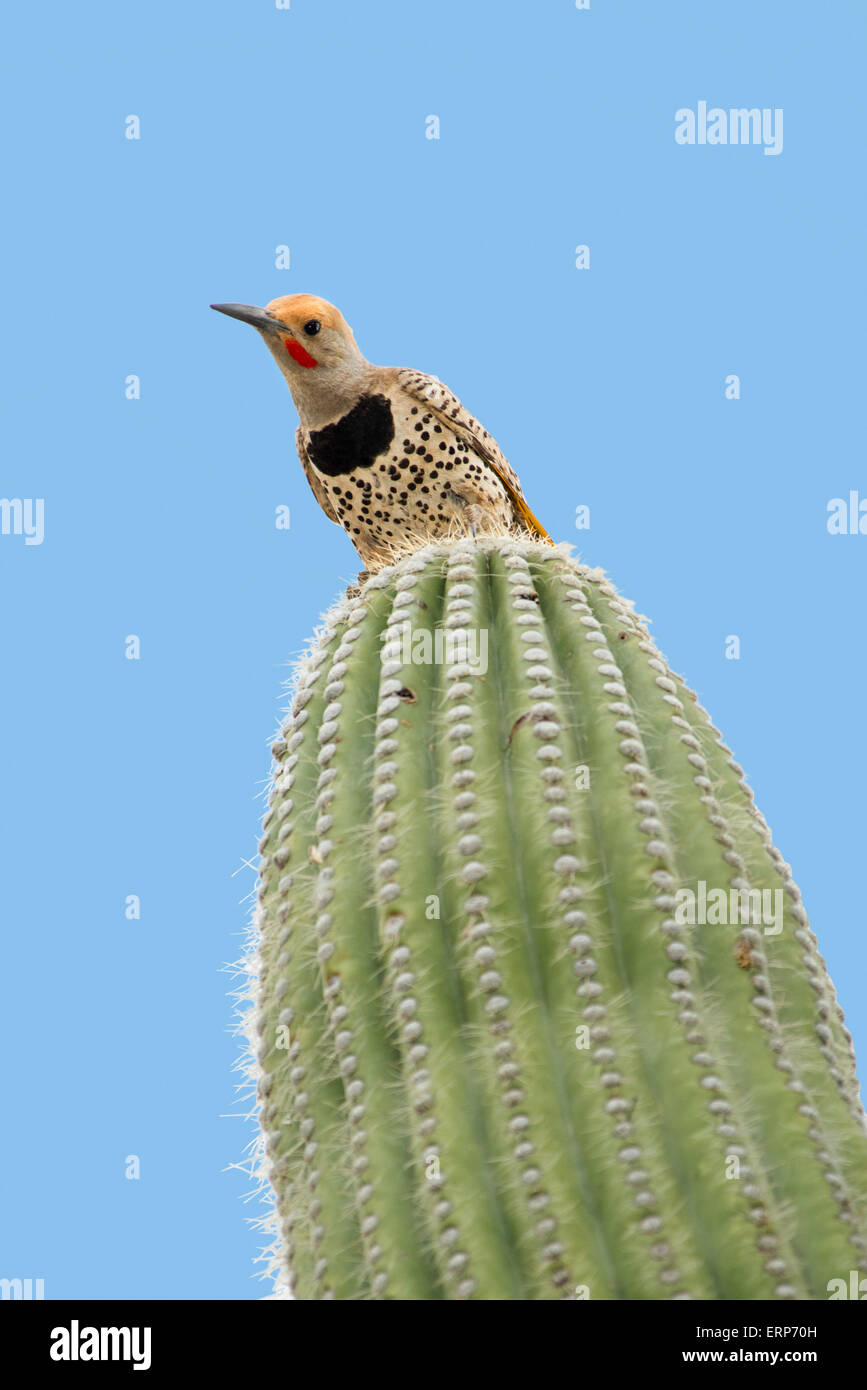 Gilded Flicker Woodpecker High Resolution Stock Photography and Images ...