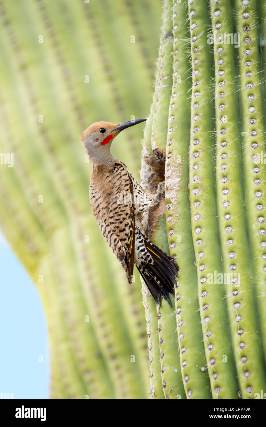 Saguaro Cactus Animal High Resolution Stock Photography and Images - Alamy