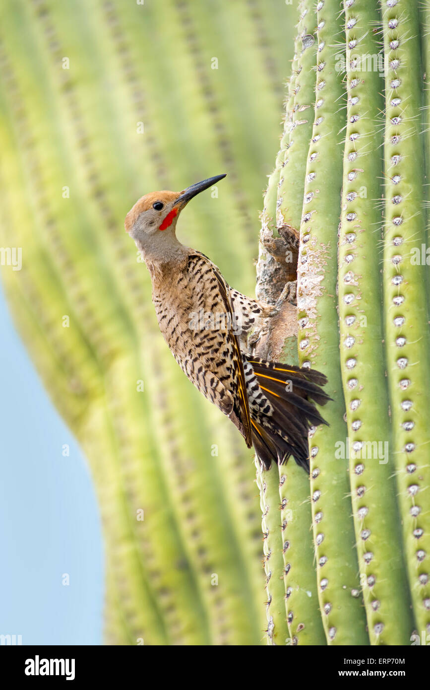 Gilded woodpecker hi-res stock photography and images - Alamy