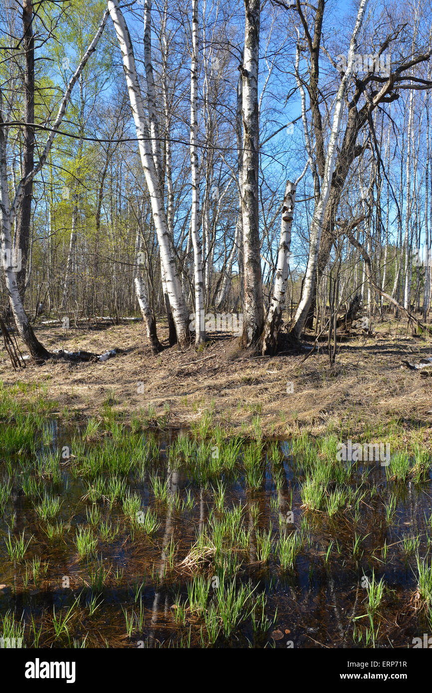 Spring in the forest. Spring forest landscape in the national Park of ...
