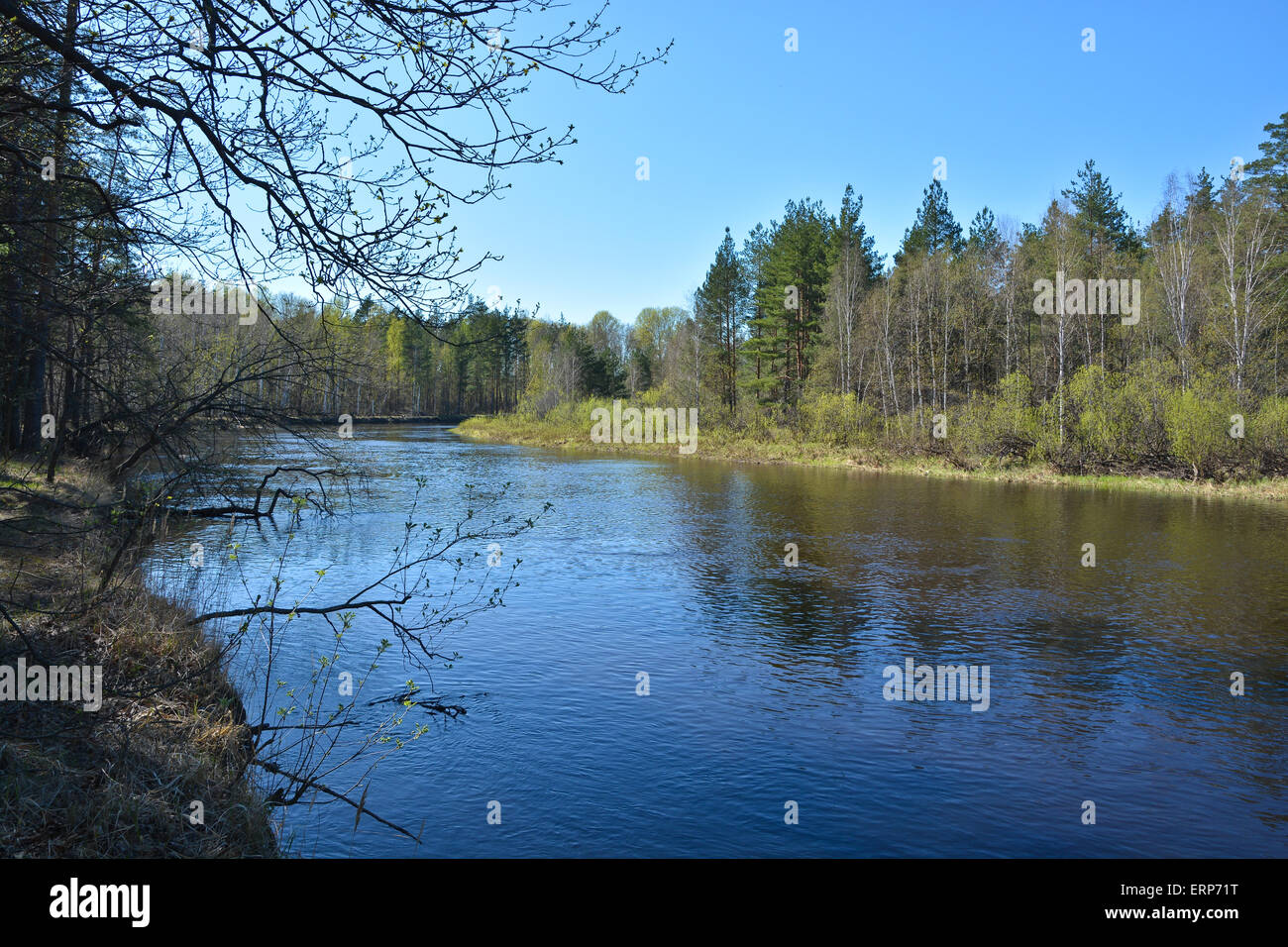 Spring forest river. Spring river landscape in the national Park of ...