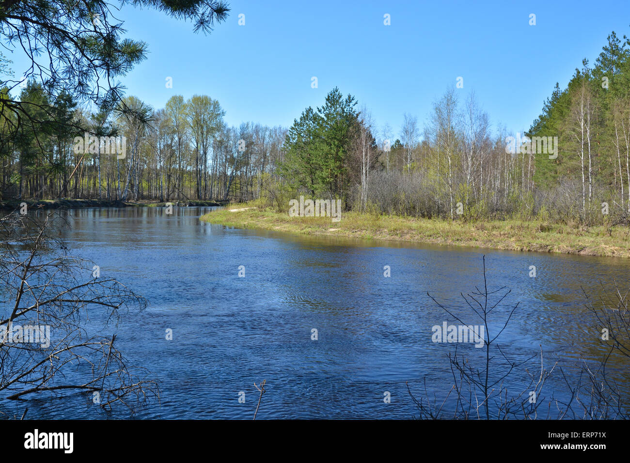 Spring forest river. Spring river landscape in the national Park of ...