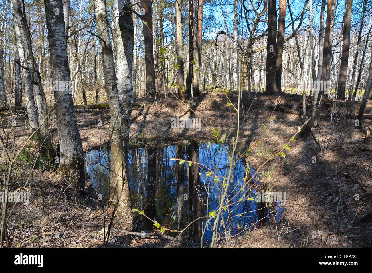 Spring in the forest. Spring forest landscape in the national Park of ...