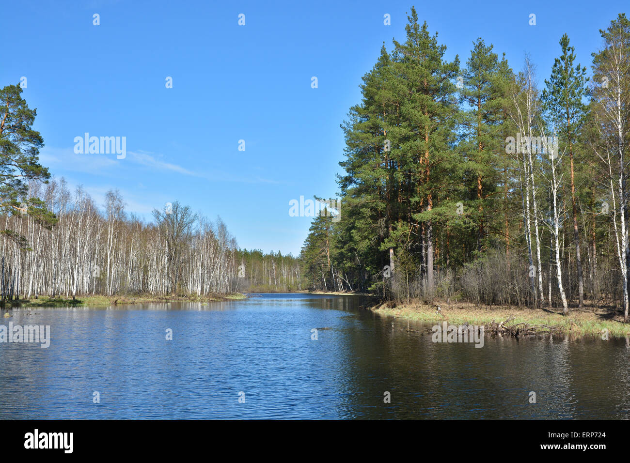 Spring forest river. Spring river landscape in the national Park of ...
