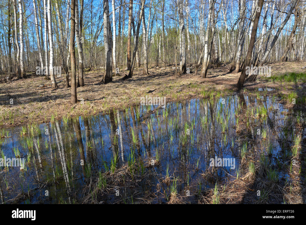 Central green forest park hi-res stock photography and images - Alamy