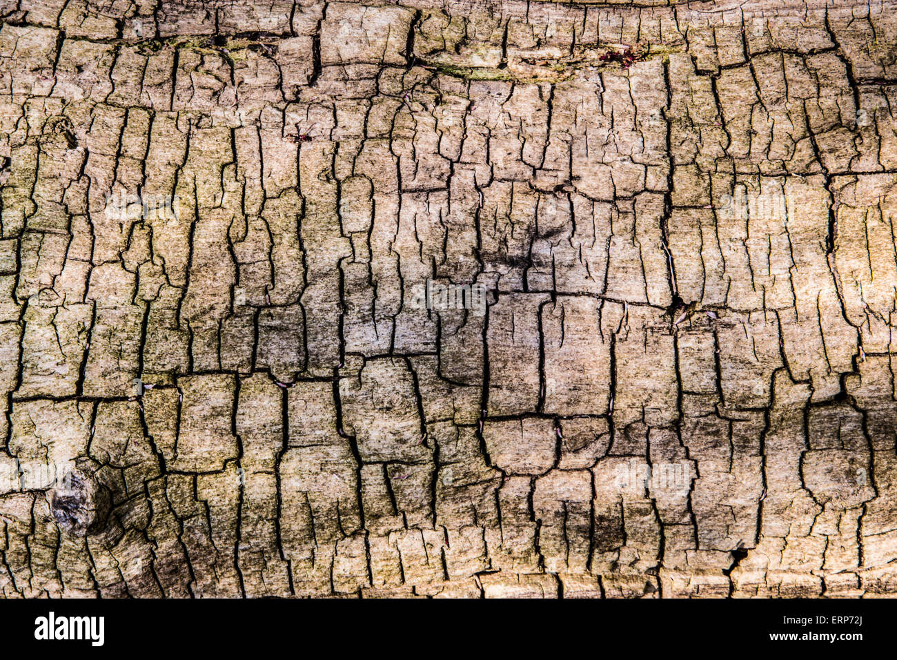 Dried log of tree hi-res stock photography and images - Alamy