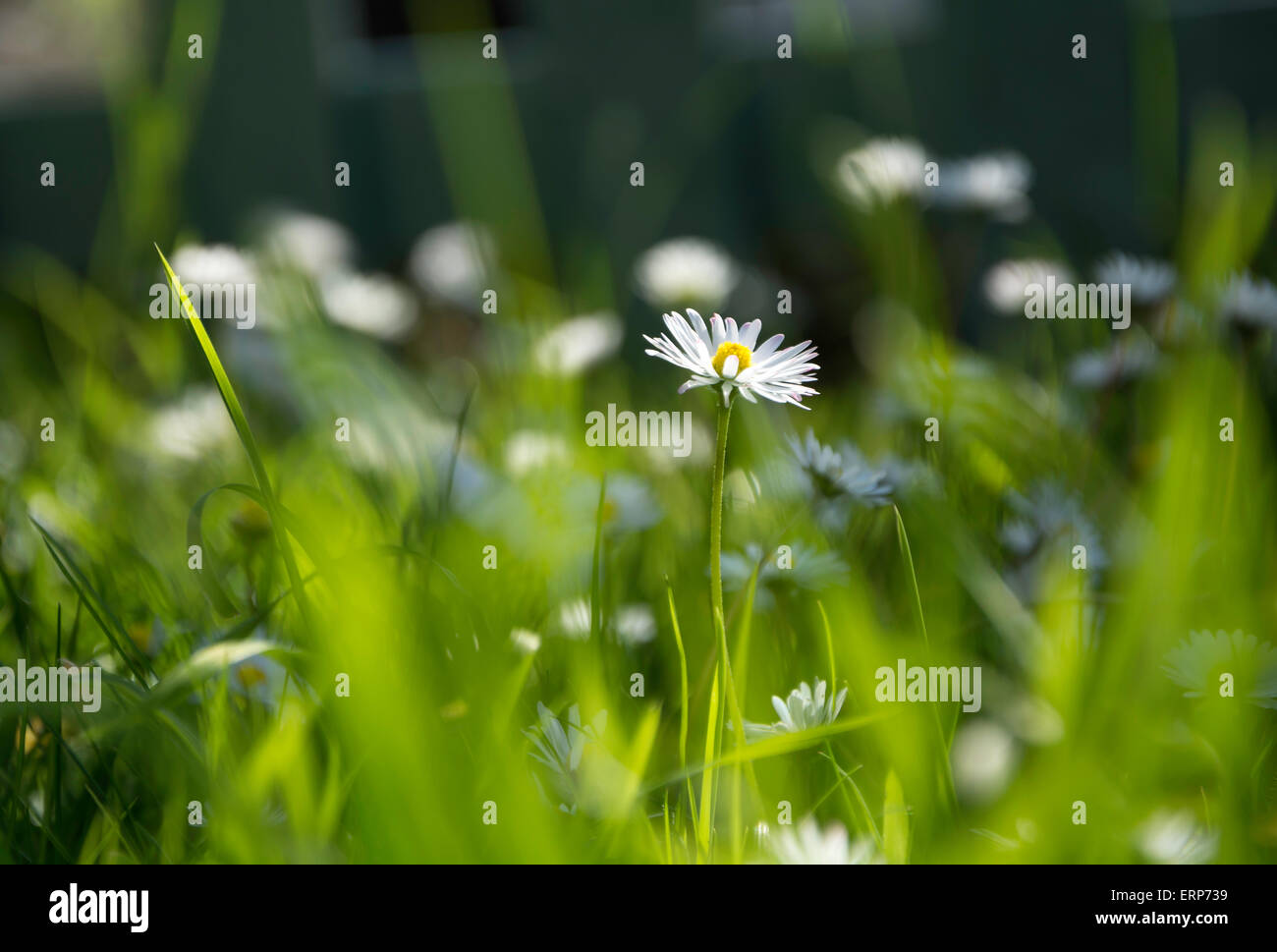 A close up of a white daisy flower surround by grass Stock Photo - Alamy