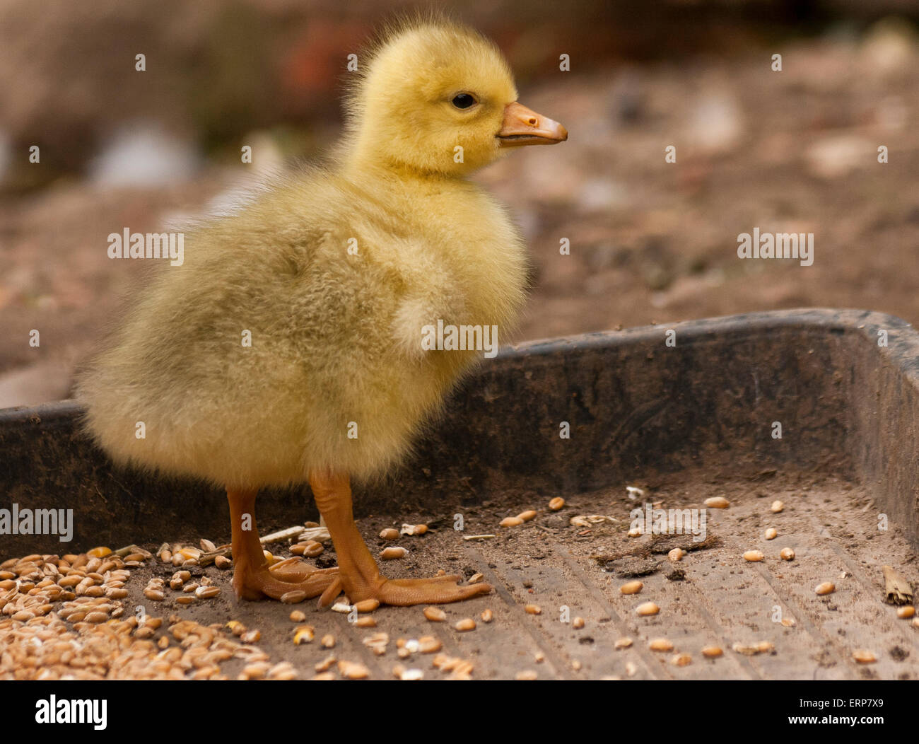 A Embden gosling standing in a food tray looking cute Stock Photo - Alamy