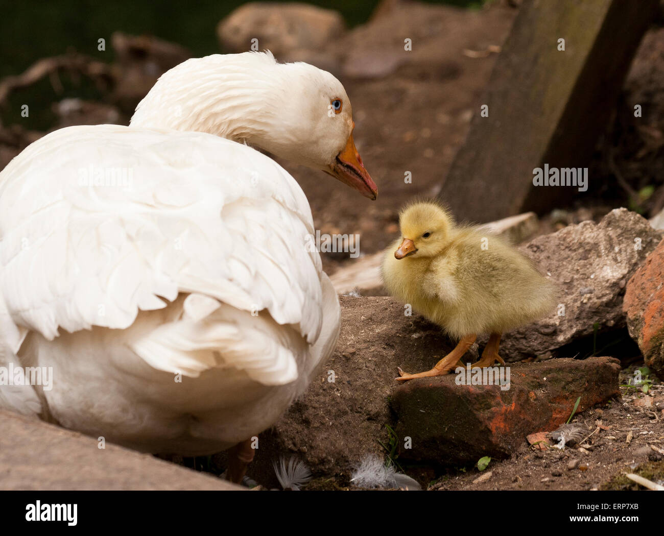 A Embden goose mother keeping an eye on her young gosling Stock Photo ...