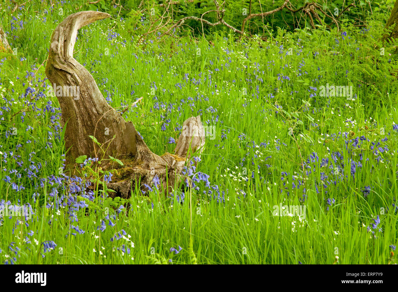 Tree stump with wildflowers hi-res stock photography and images - Alamy