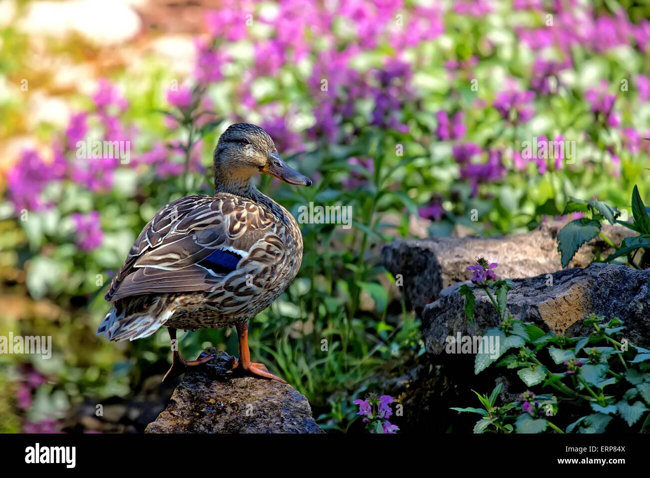 Duck in the wild Stock Photo - Alamy