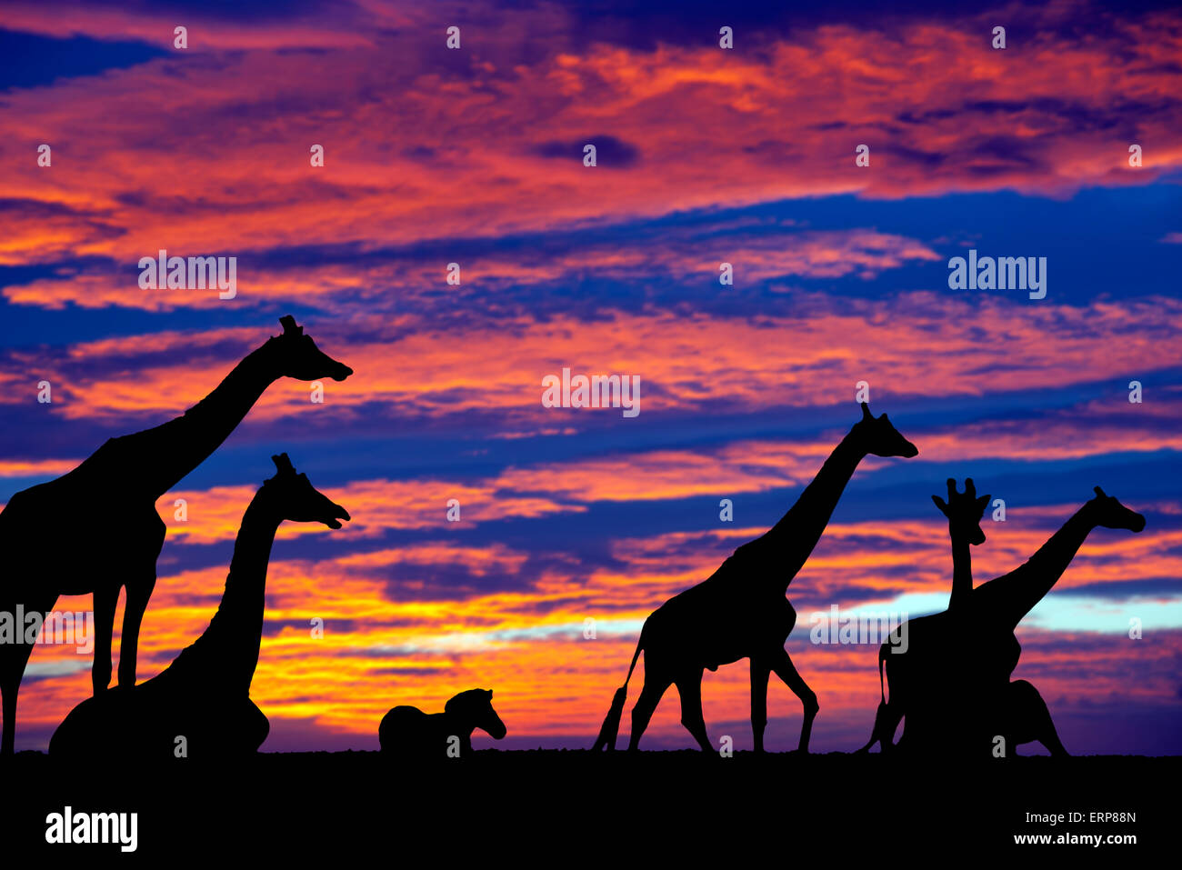 Giraffe Sunset Wallpaper