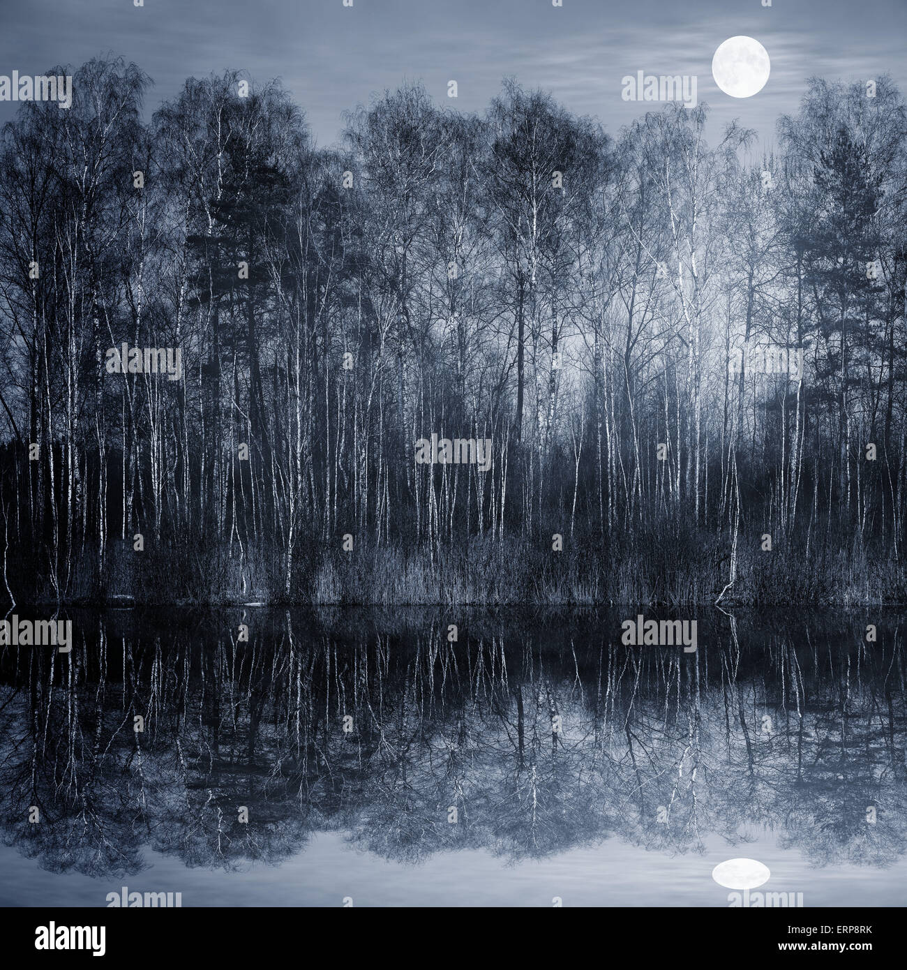 Night view of the forest by the lake Stock Photo - Alamy