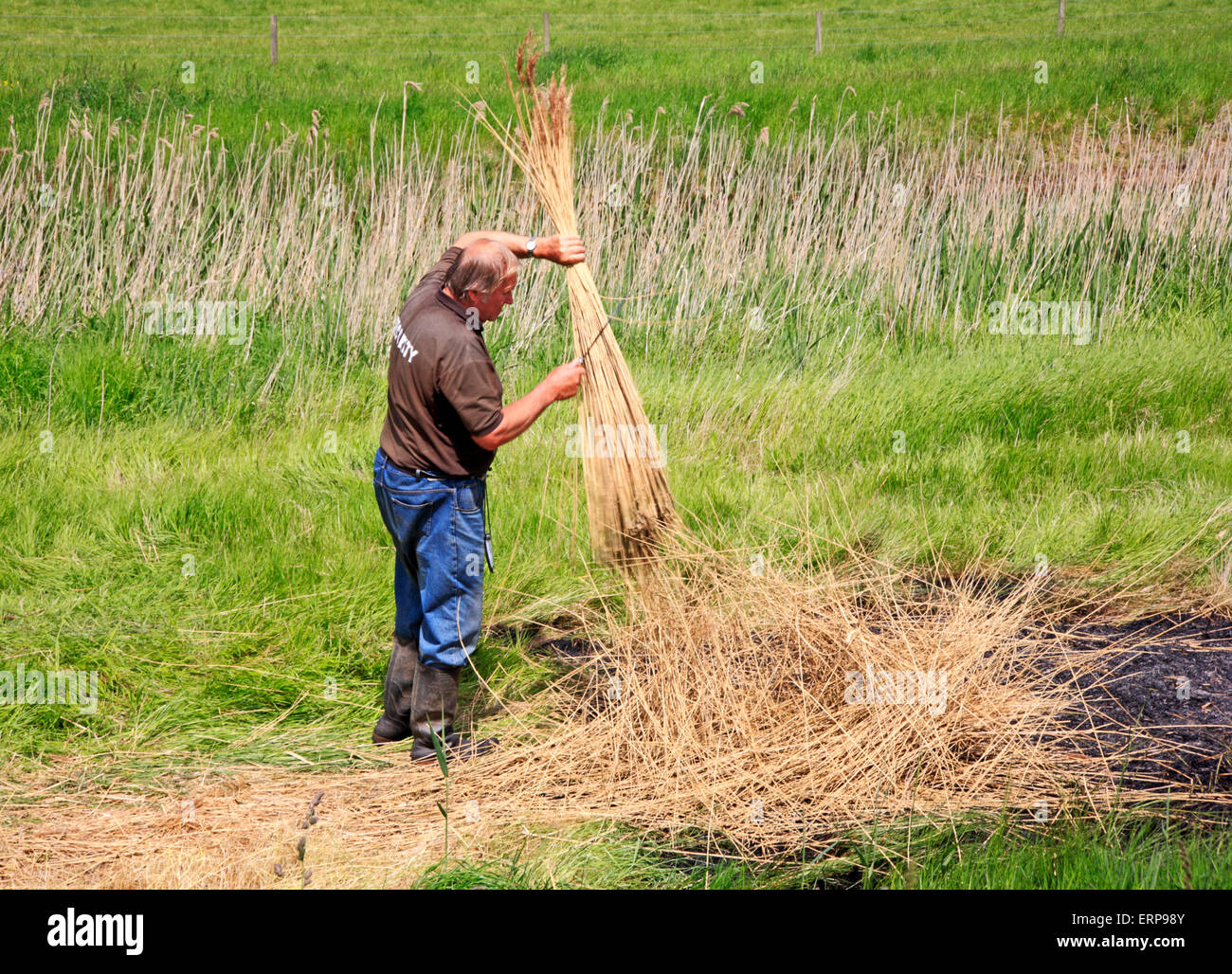 A view of the traditional craft of reed dressing on the Norfolk Broads ...