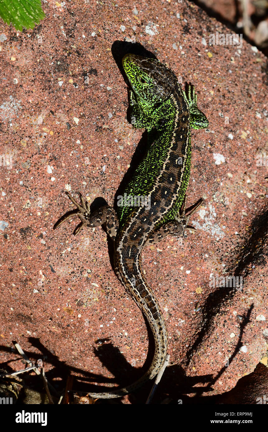 Colourful Lizard High Resolution Stock Photography and Images - Alamy