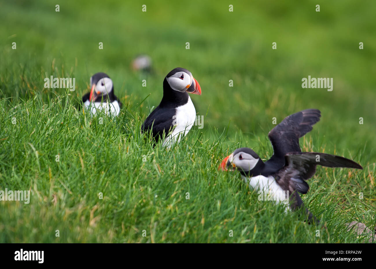 Colony of Atlantic Puffins Stock Photo - Alamy