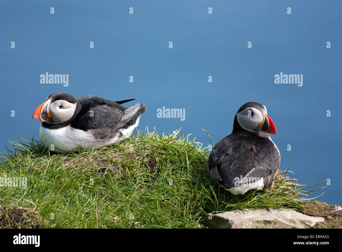 Two atlantic puffins Stock Photo - Alamy