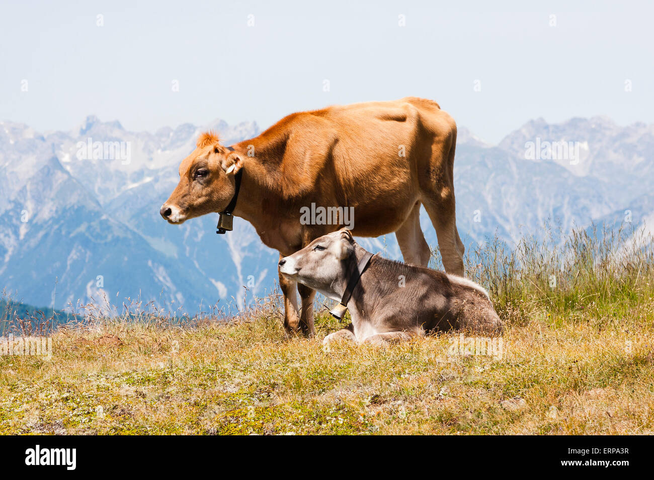 Cows in the Austrian Alps Stock Photo - Alamy