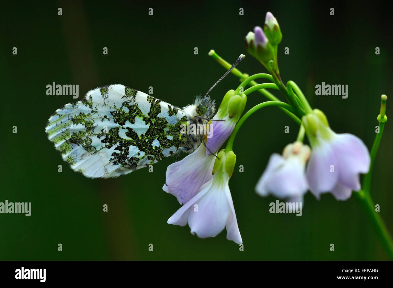 Winged tips hi-res stock photography and images - Alamy