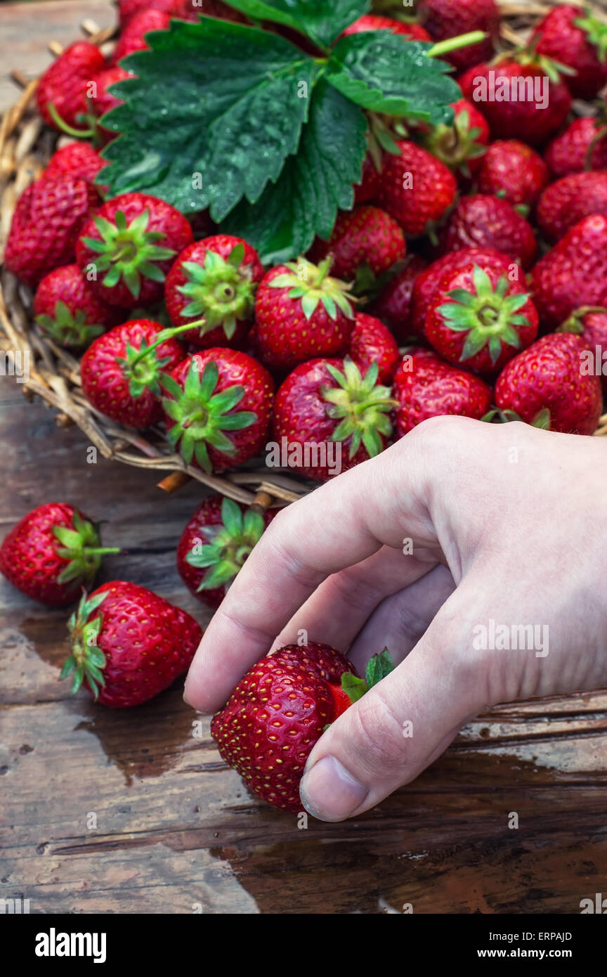 summer harvest of strawberries Stock Photo - Alamy