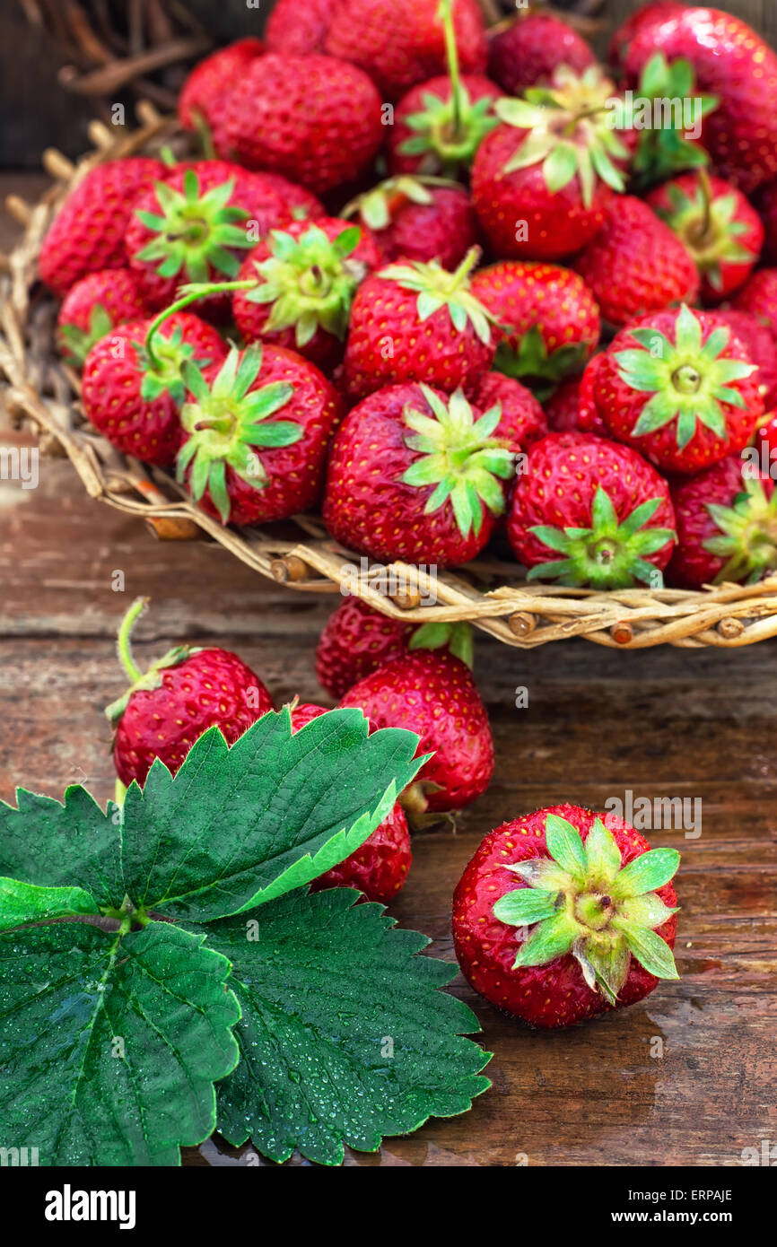 summer harvest of strawberries Stock Photo - Alamy