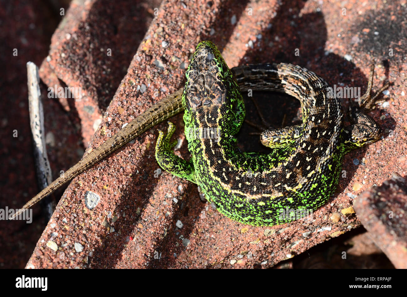 Curled Pattern High Resolution Stock Photography and Images - Alamy