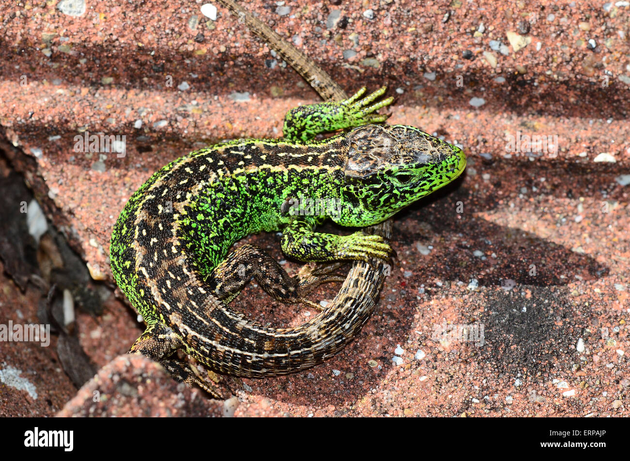 Sand lizards hi-res stock photography and images - Alamy