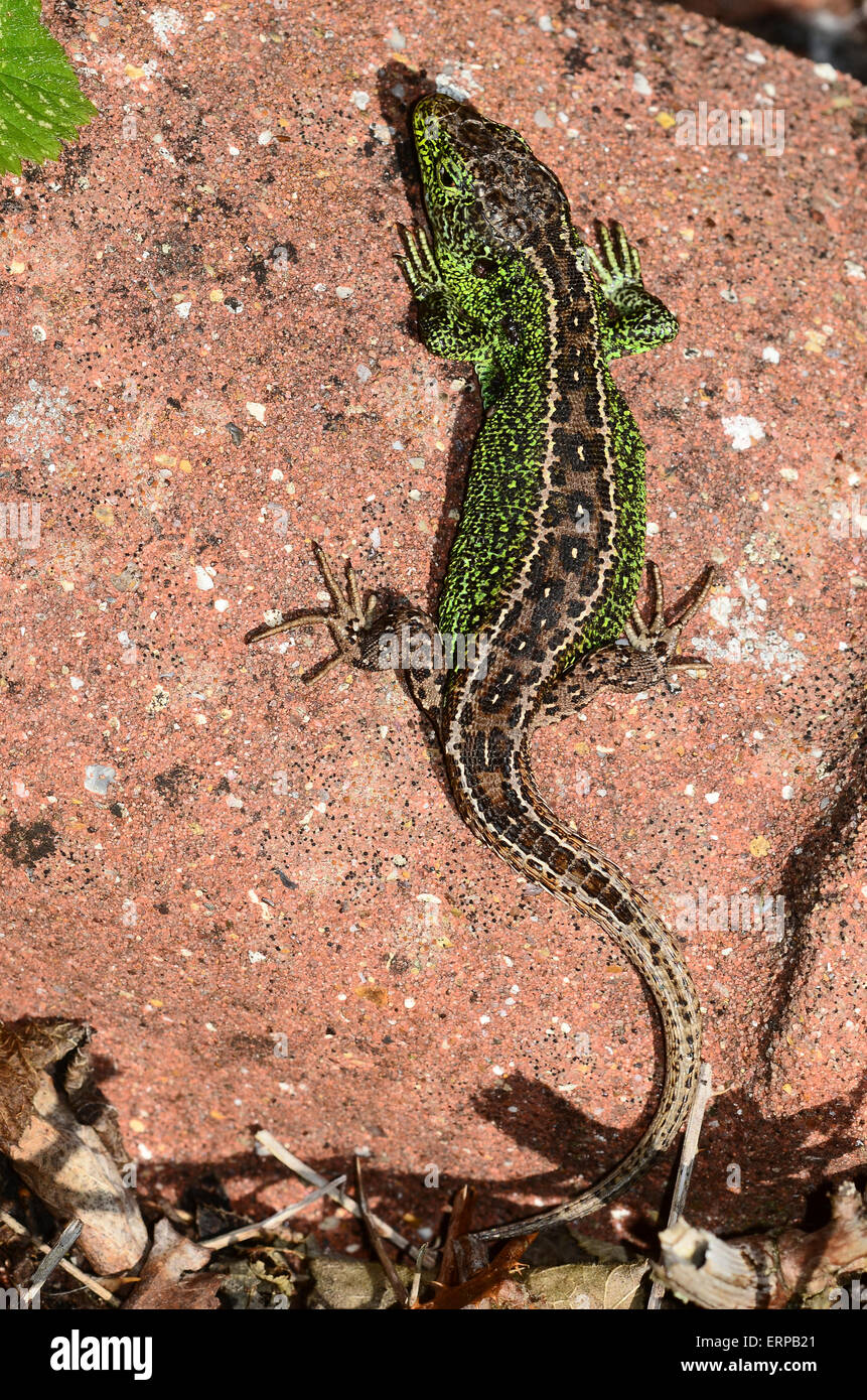 Male body High Resolution Stock Photography and Images - Alamy