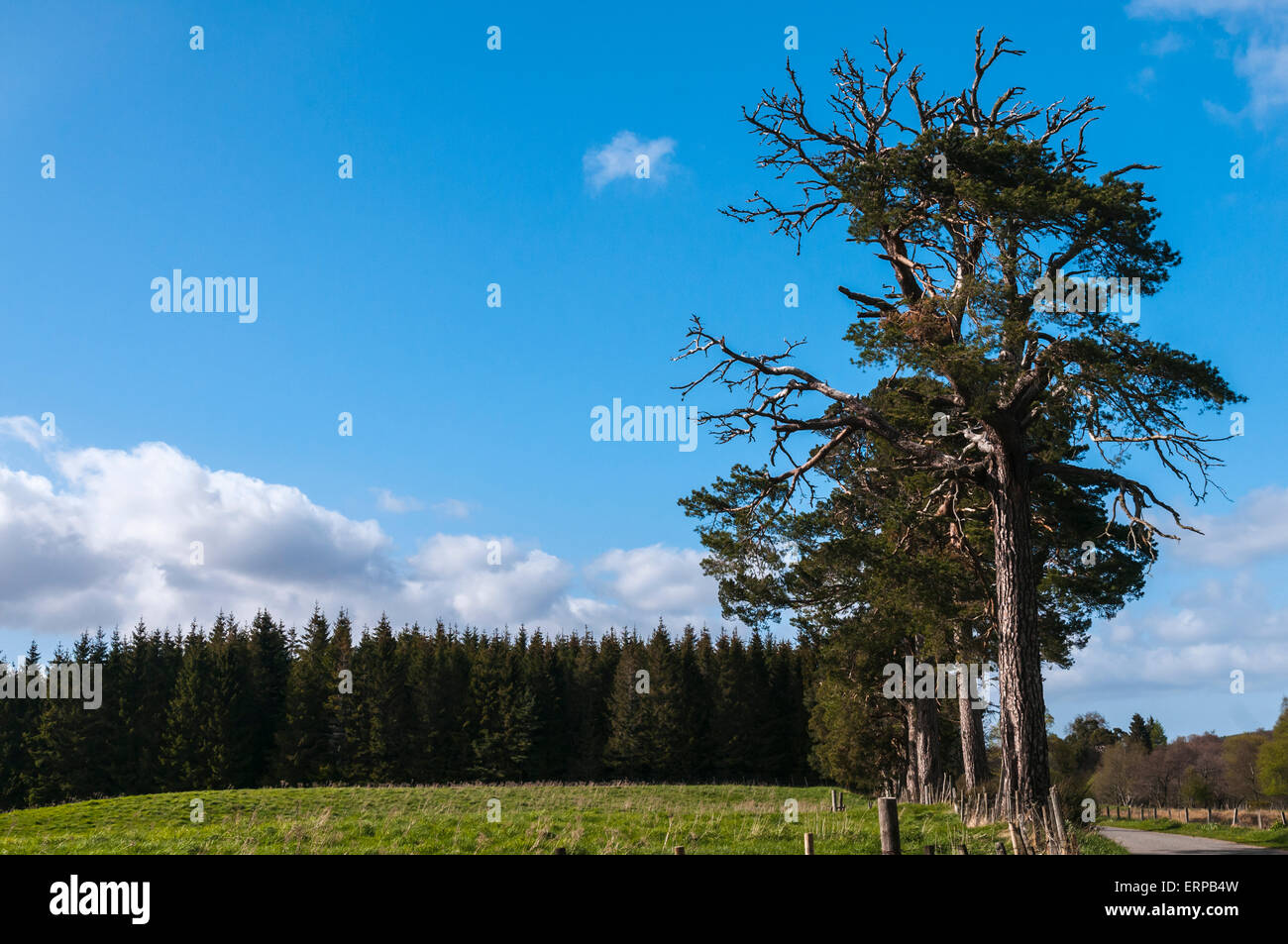 A row of old Scots Pine trees, Pinus sylvestris, lining a meadow near ...