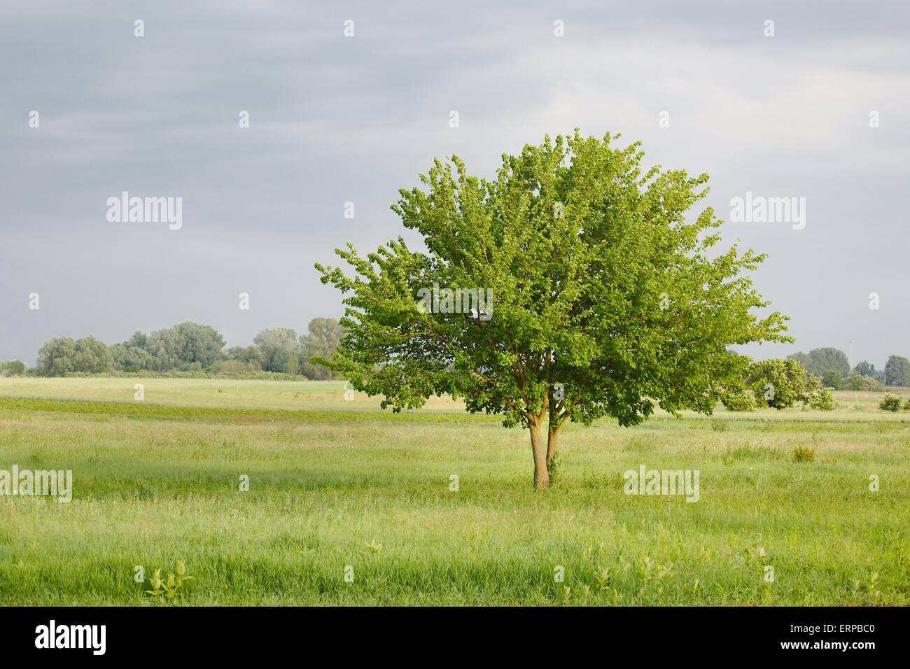 Green tree on a field Stock Photo - Alamy