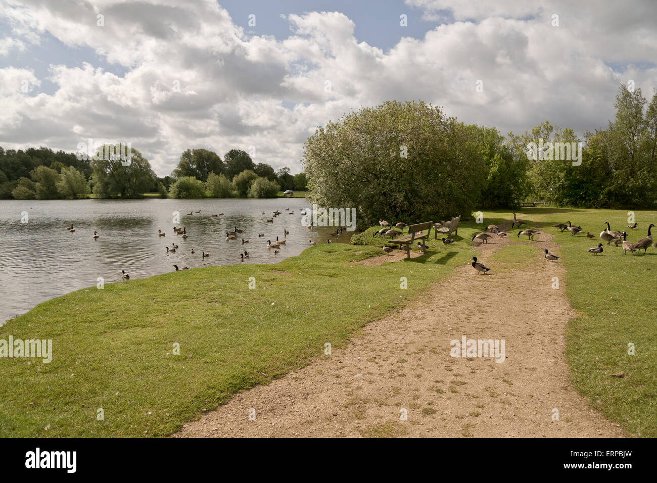 Ducks on the pathway at Emberton country park Stock Photo - Alamy