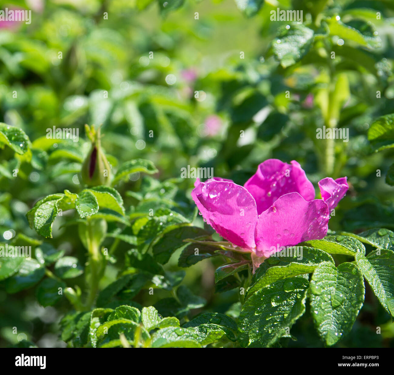 Beautiful blooming hi-res stock photography and images - Alamy