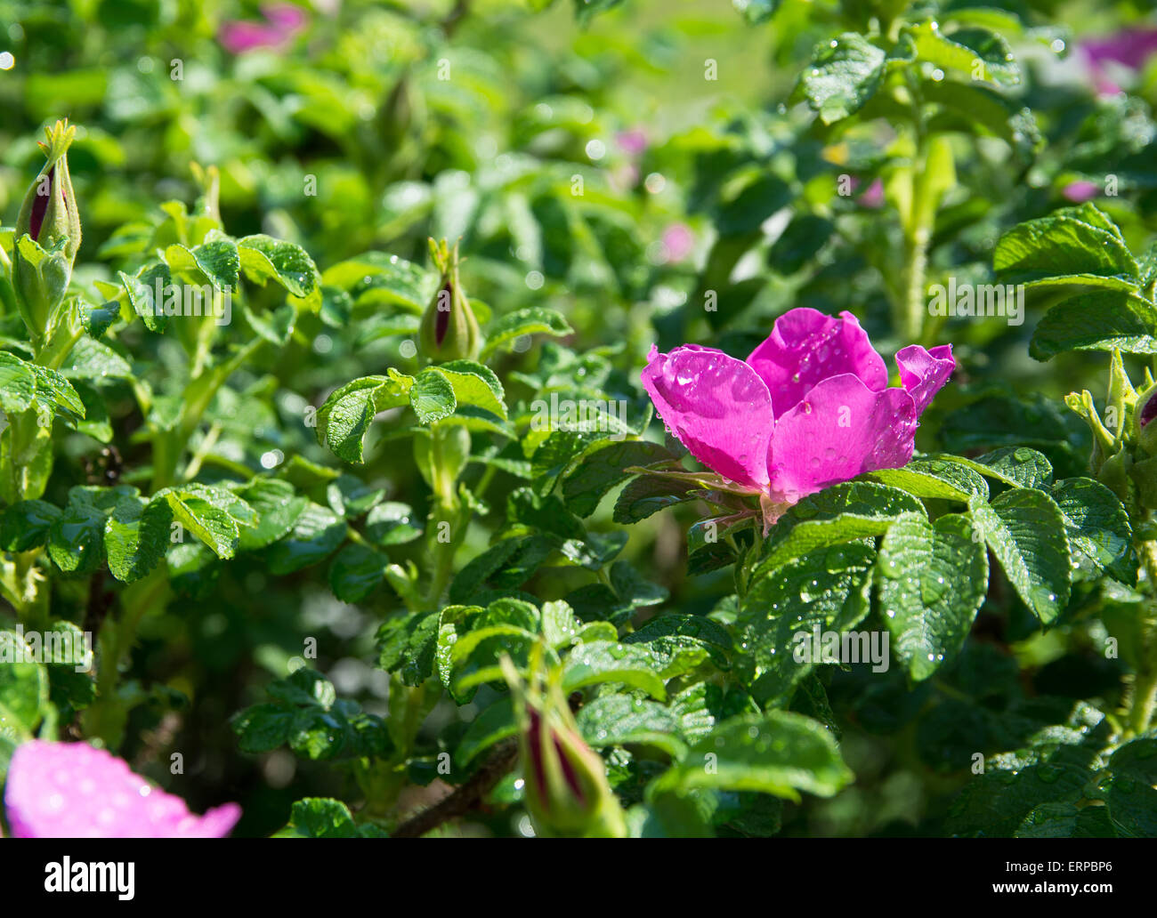 Beautiful blooming pink rose hi-res stock photography and images - Alamy