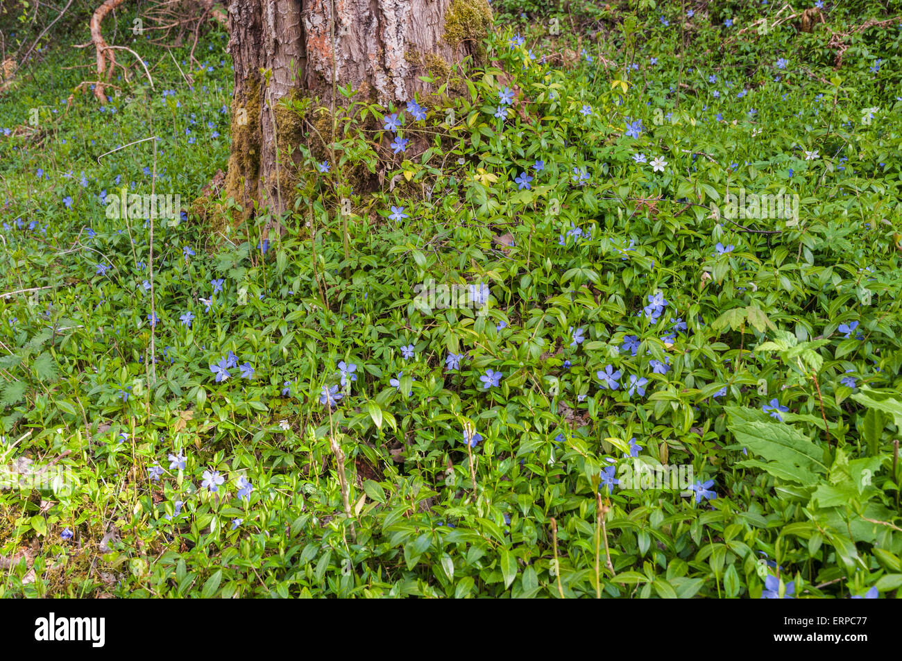 Periwinkle, Vinca, growing at the base of a tree in Nethybridge ...