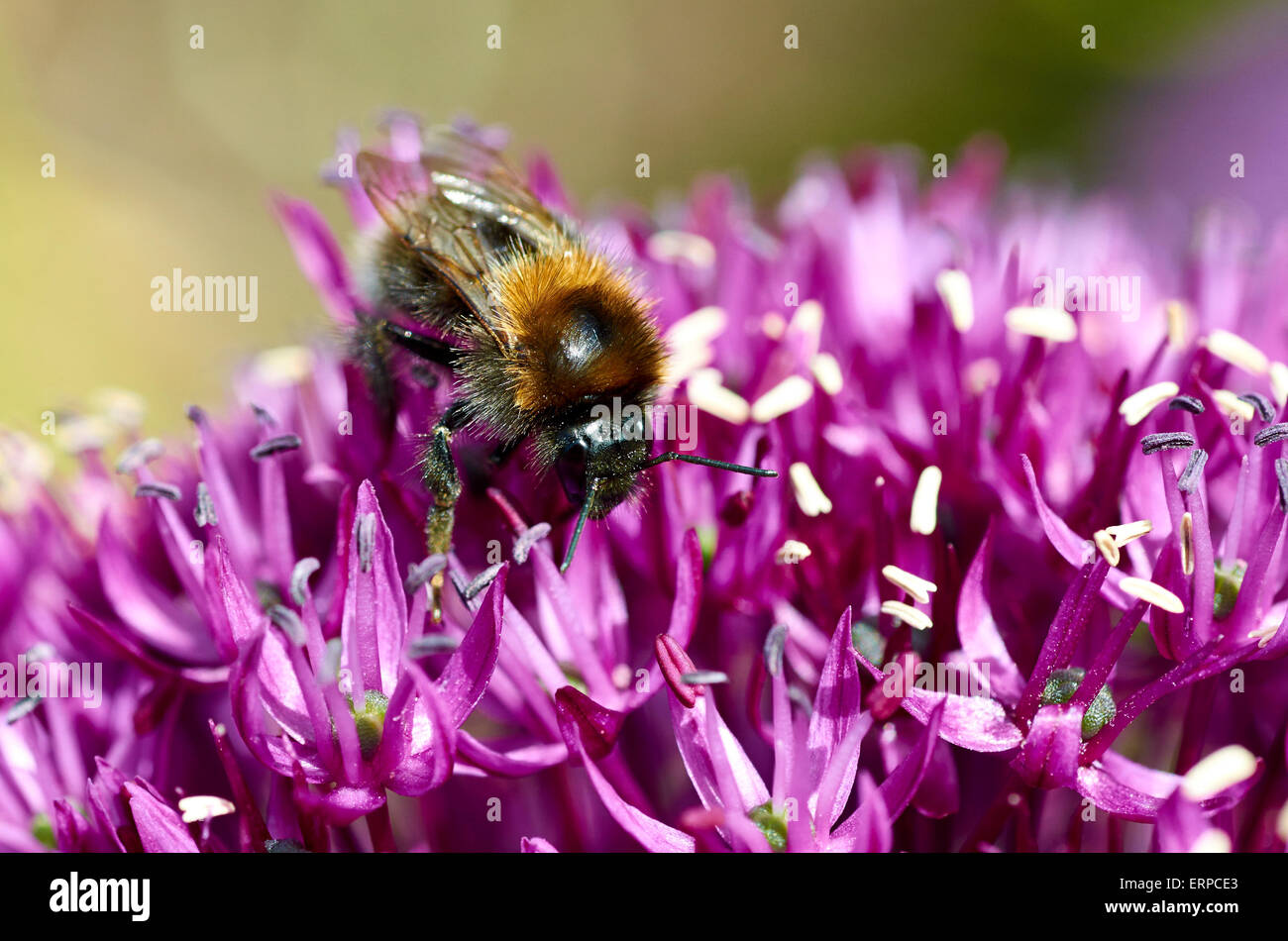 Bombus terrestris is our largest bumblebee (or bumble bee) see here ...