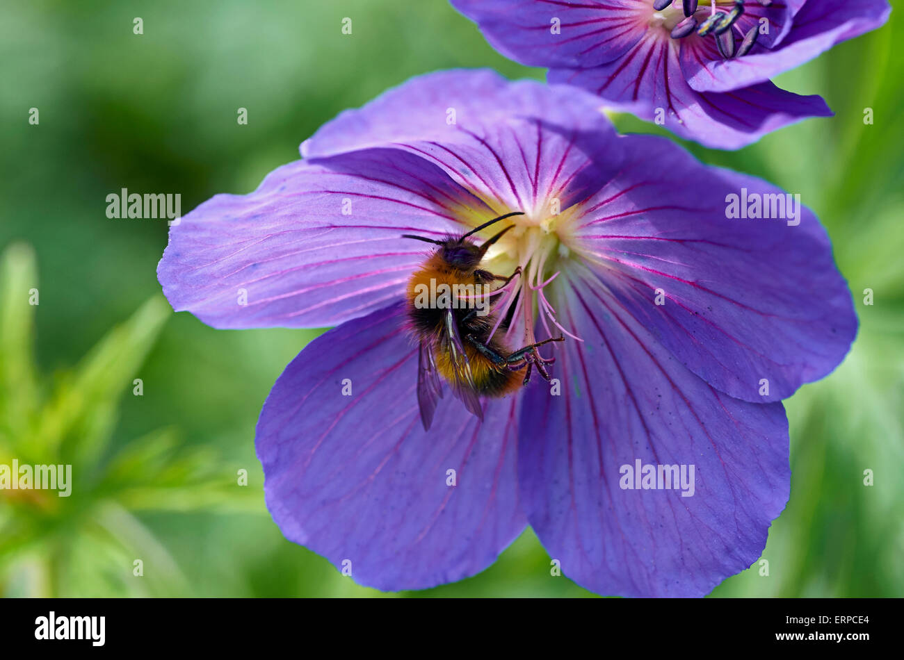 Bombus terrestris is our largest bumblebee (or bumble bee) see here ...