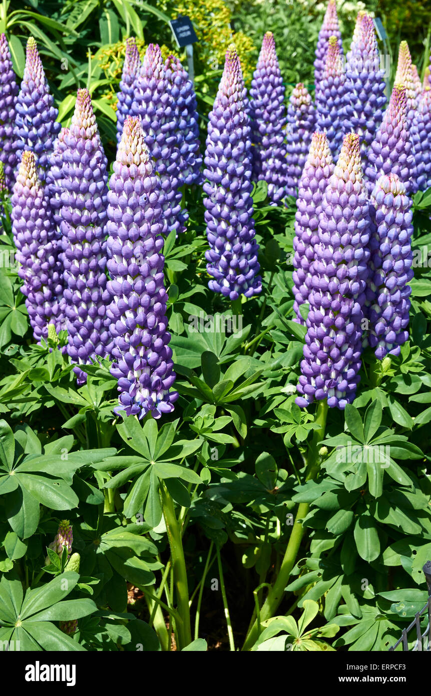 Lupinus, commonly known as lupin or lupine, is a genus of flowering ...