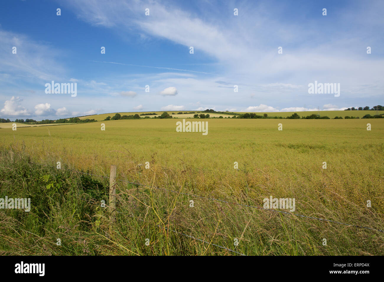 Views across a rapeseed field that is ready for harvest. Heavy crop of ...
