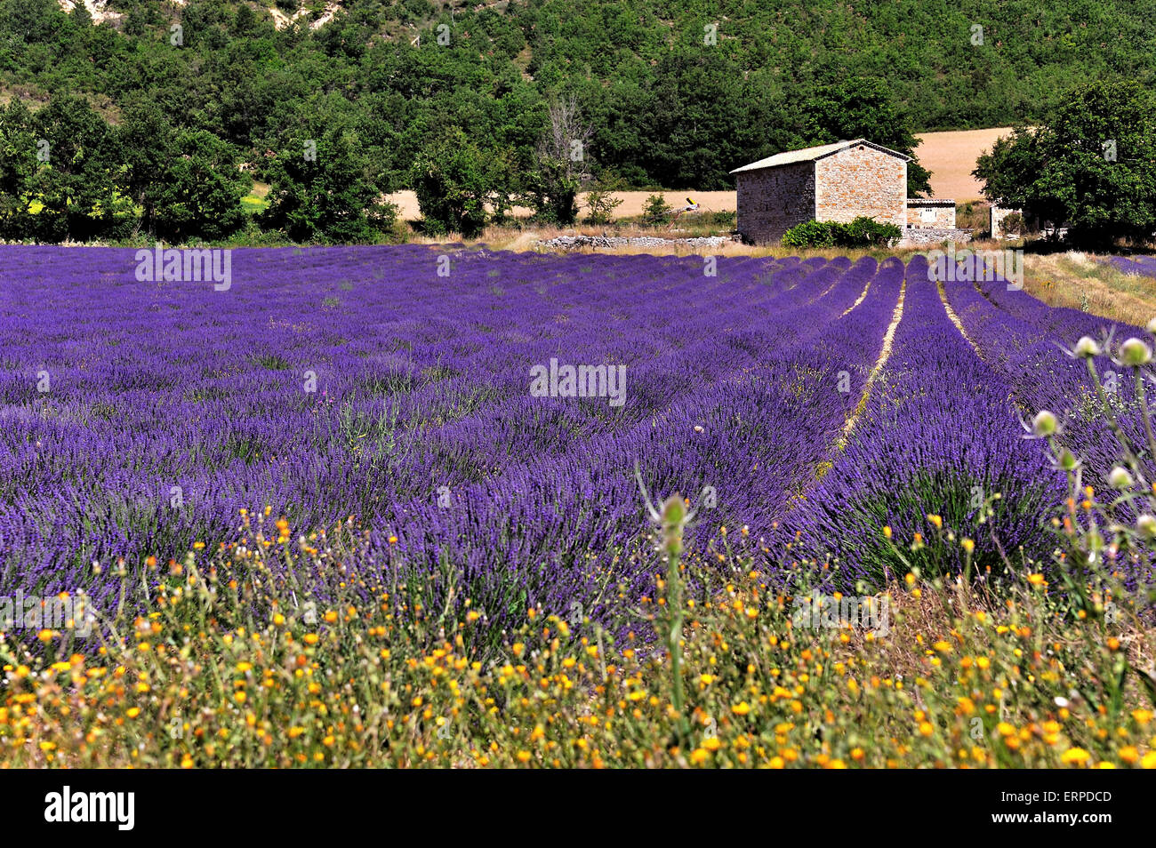 Farm of Lavender, Provence, Vaucluse Stock Photo - Alamy
